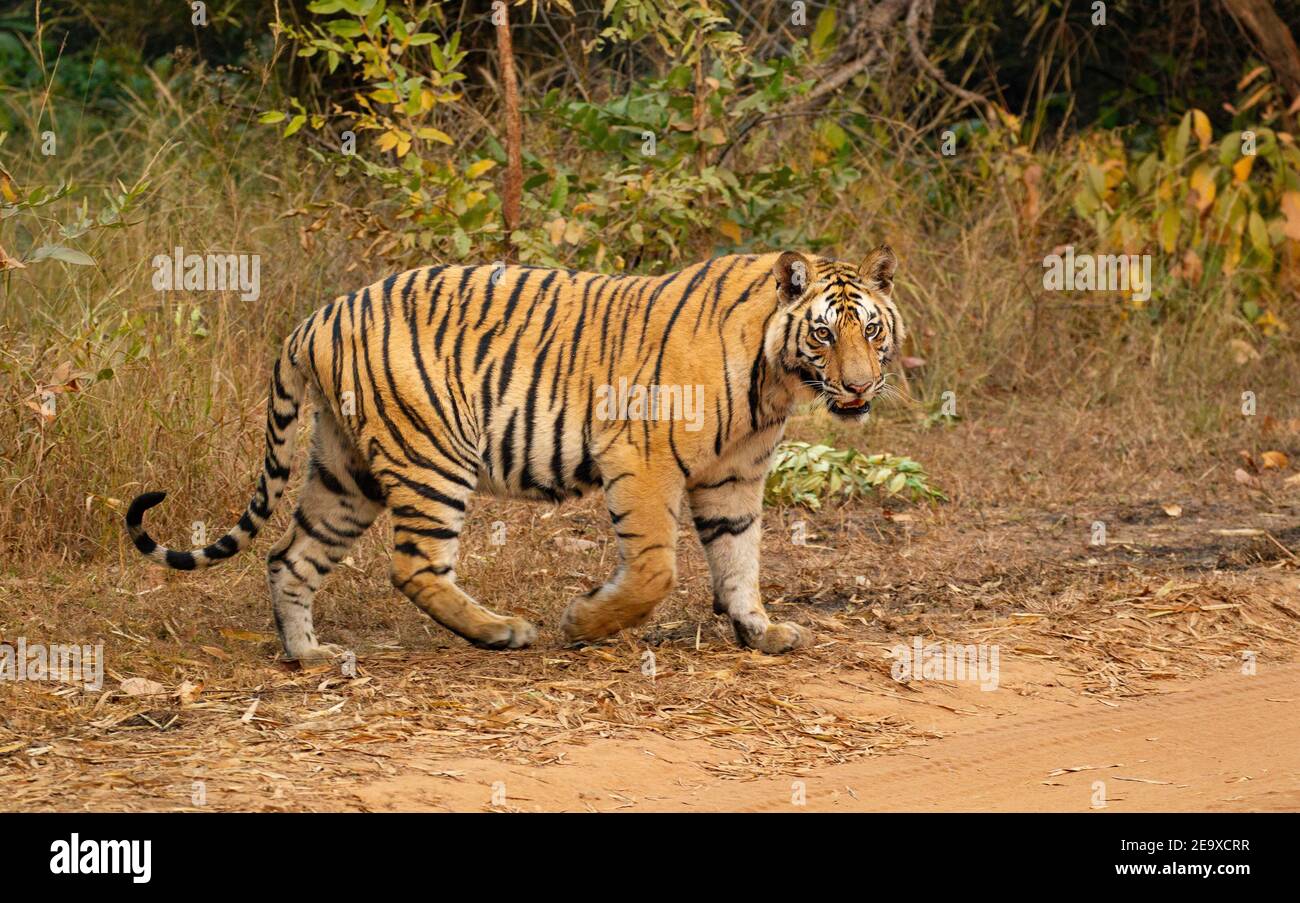 Tiger (Panthera tigris) walking and looking at camera Stock Photo - Alamy