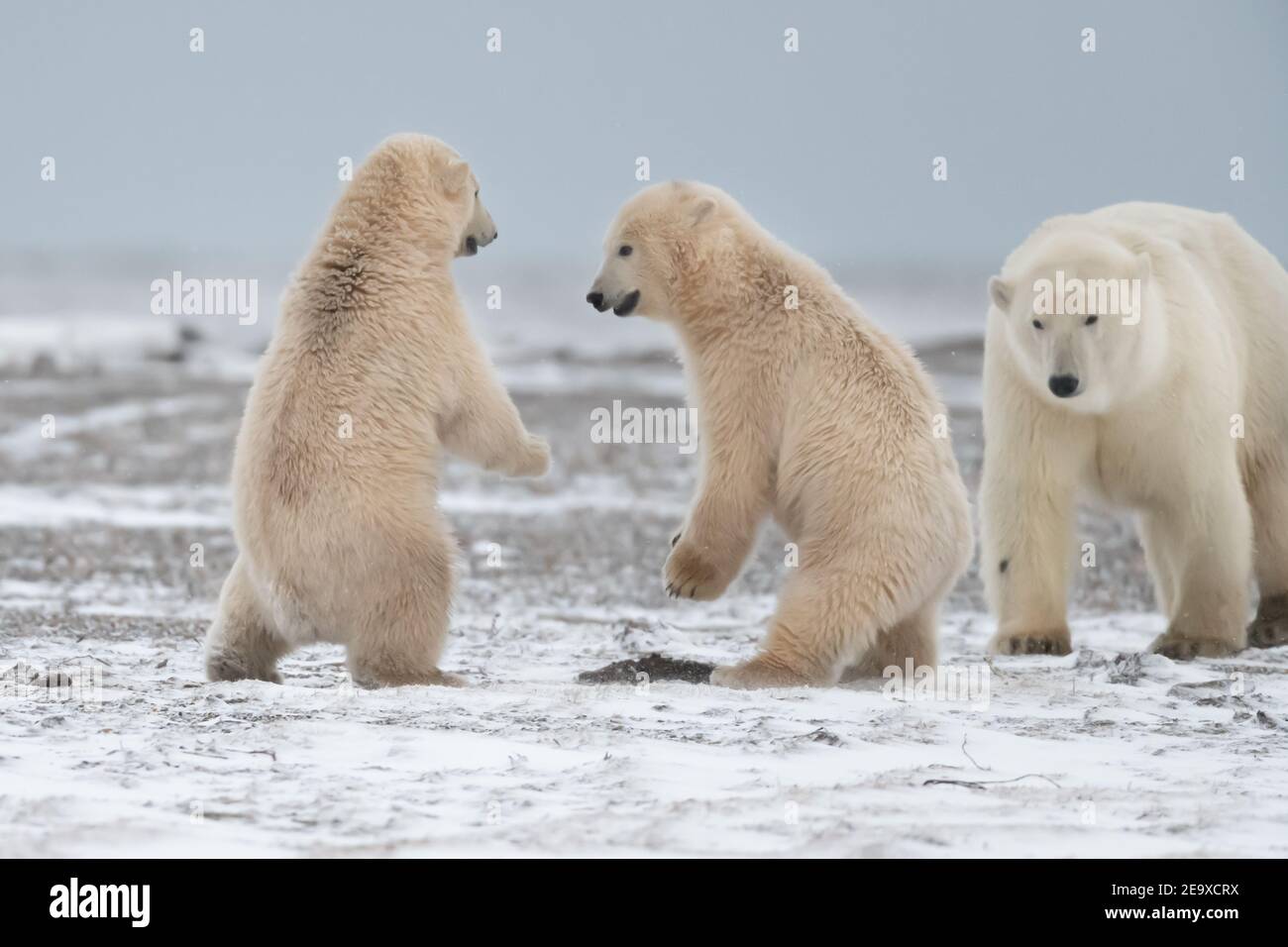 Playful Polar bear (Ursus maritimus) cubs in the snow in the Arctic Circle of Kaktovik, Alaska ...