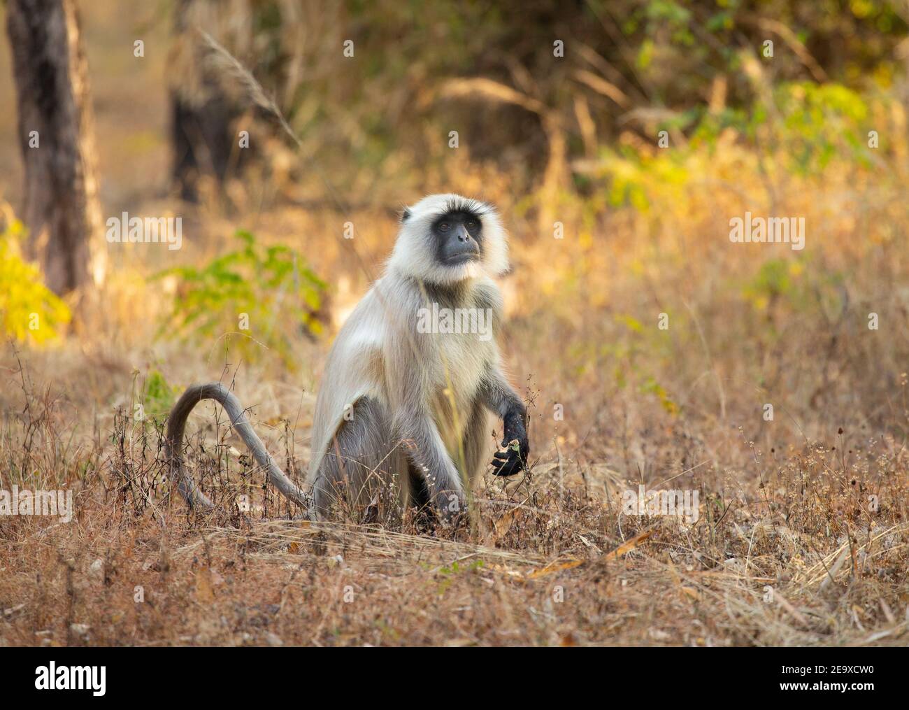 Gray Langur (Semnopithecus entellus), Hanuman Langer Stock Photo - Alamy