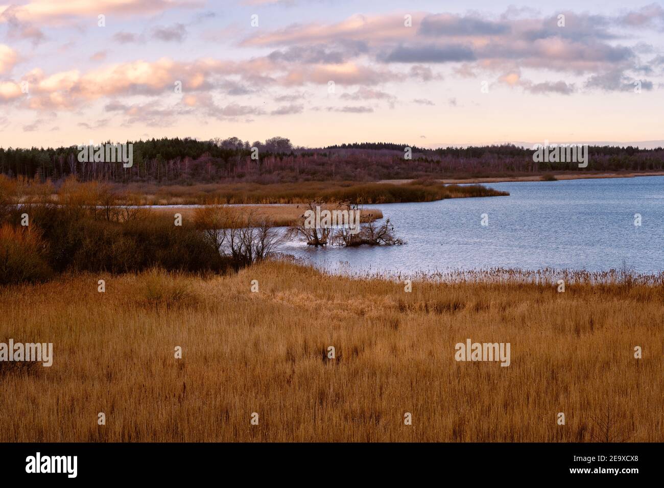 Southern Marsh Background