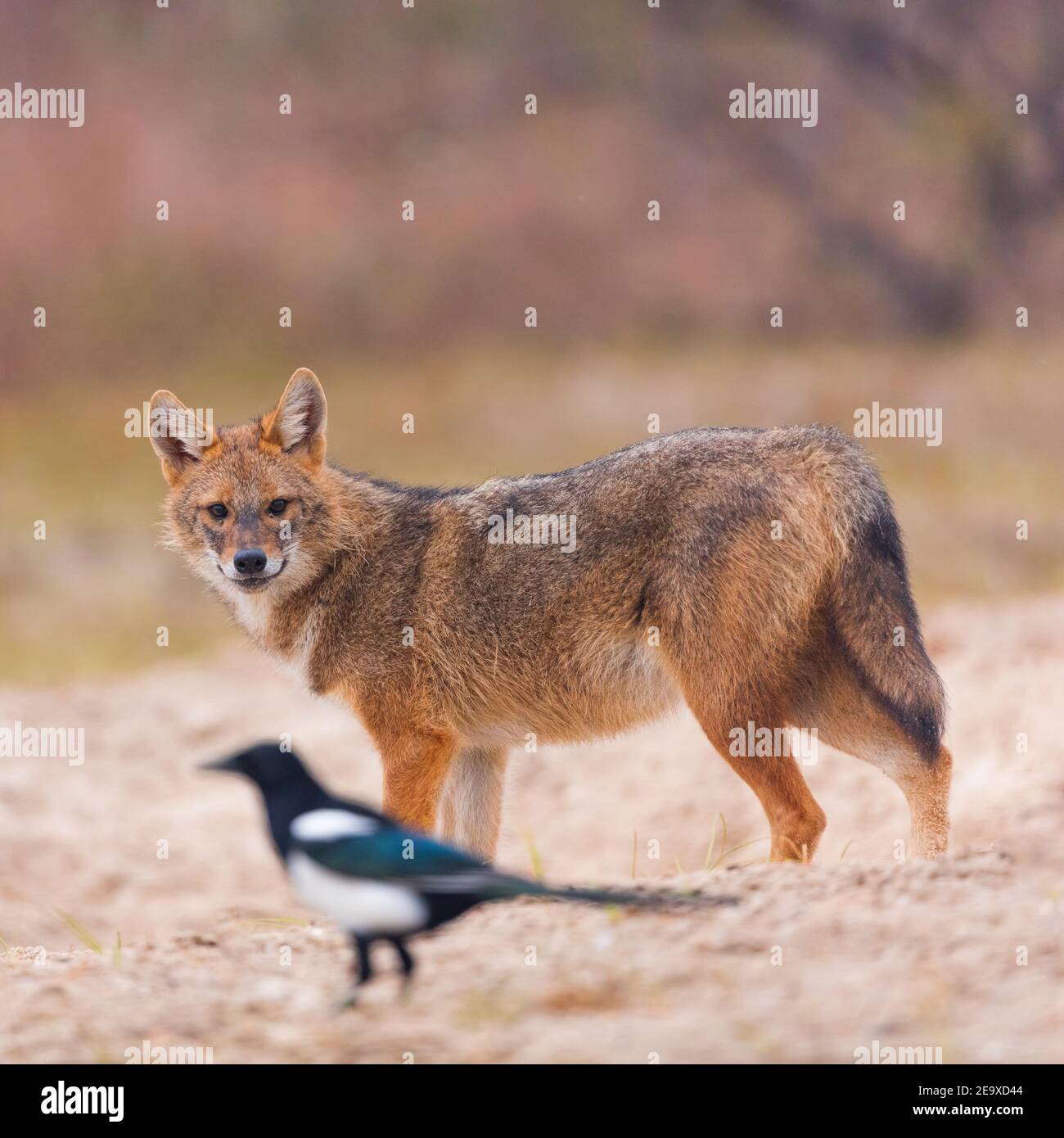 Golden jackal - CHACAL DORADO (Canis aureus), Danube Delta - DELTA DEL ...