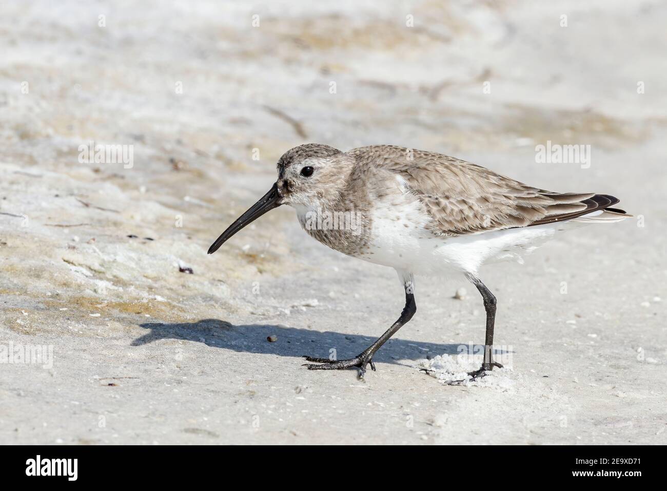 Dunlin chicks hi-res stock photography and images - Alamy