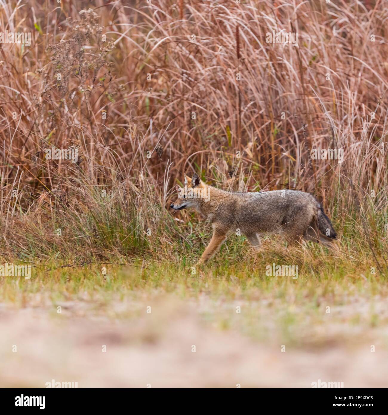 Golden jackal - CHACAL DORADO (Canis aureus), Danube Delta - DELTA DEL DANUBIO, Ramsar Wetland ...