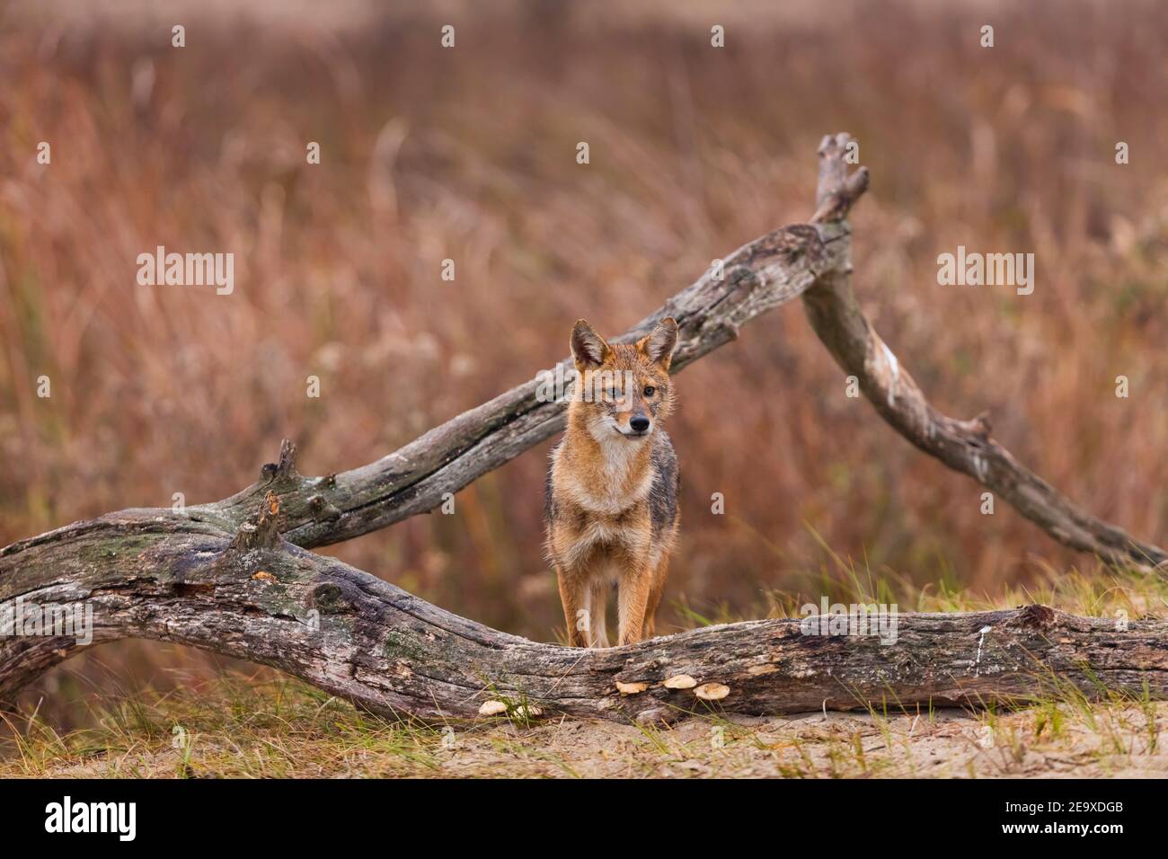 Golden jackal - CHACAL DORADO (Canis aureus), Danube Delta - DELTA DEL ...