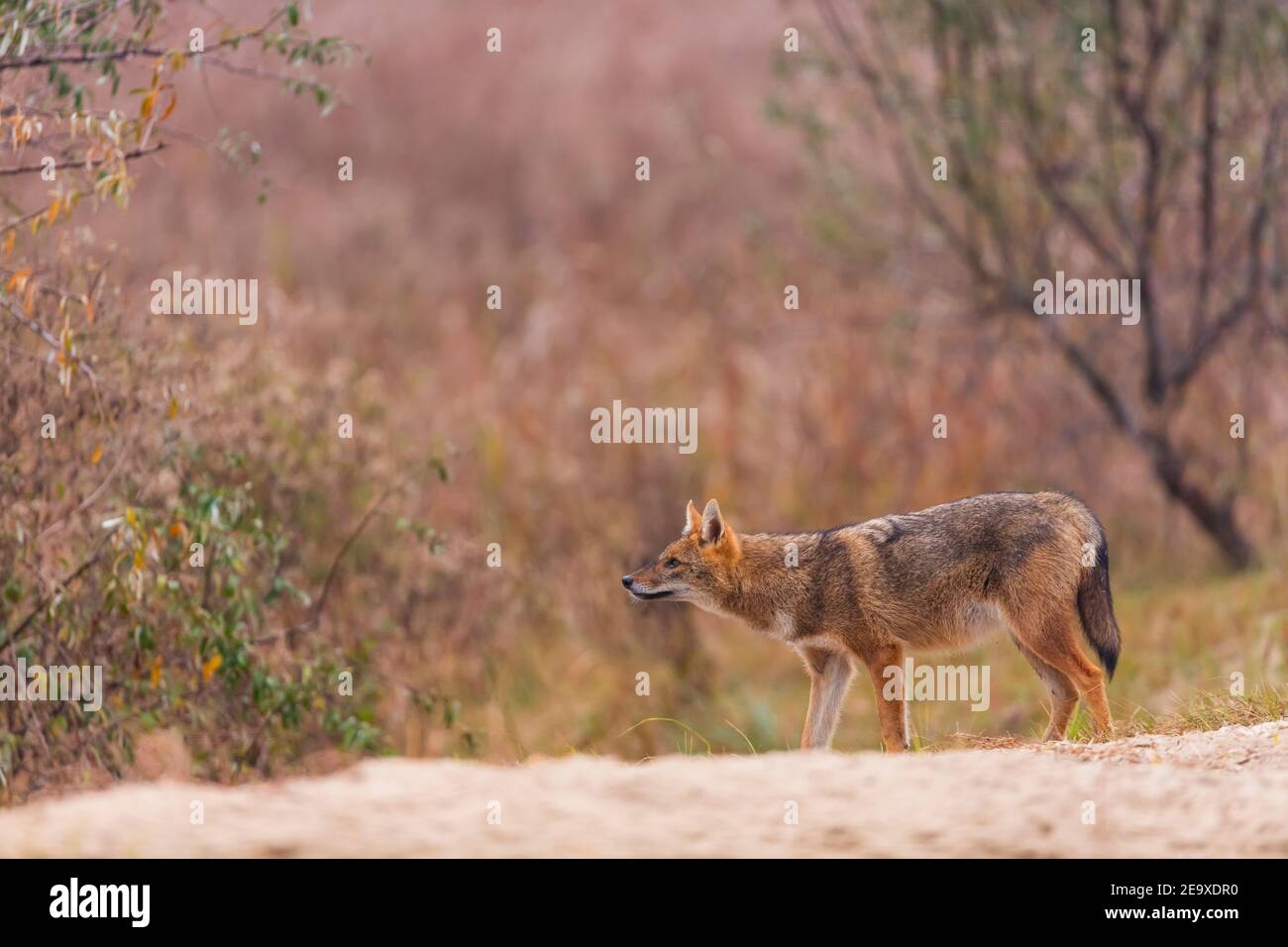 Golden jackal - CHACAL DORADO (Canis aureus), Danube Delta - DELTA DEL DANUBIO, Ramsar Wetland ...