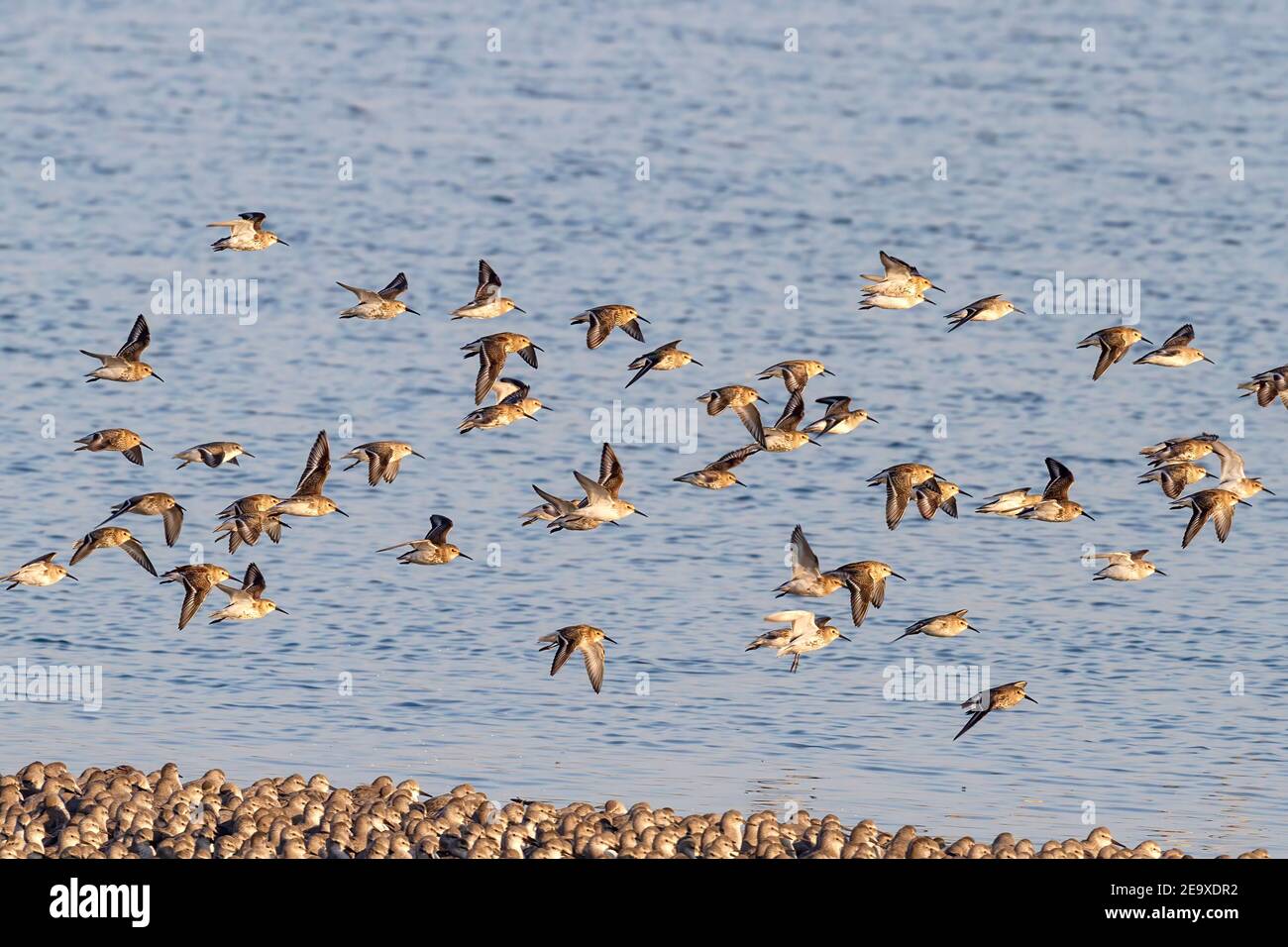 Dunlin wader waders calidris alpina flock feeding hi-res stock ...