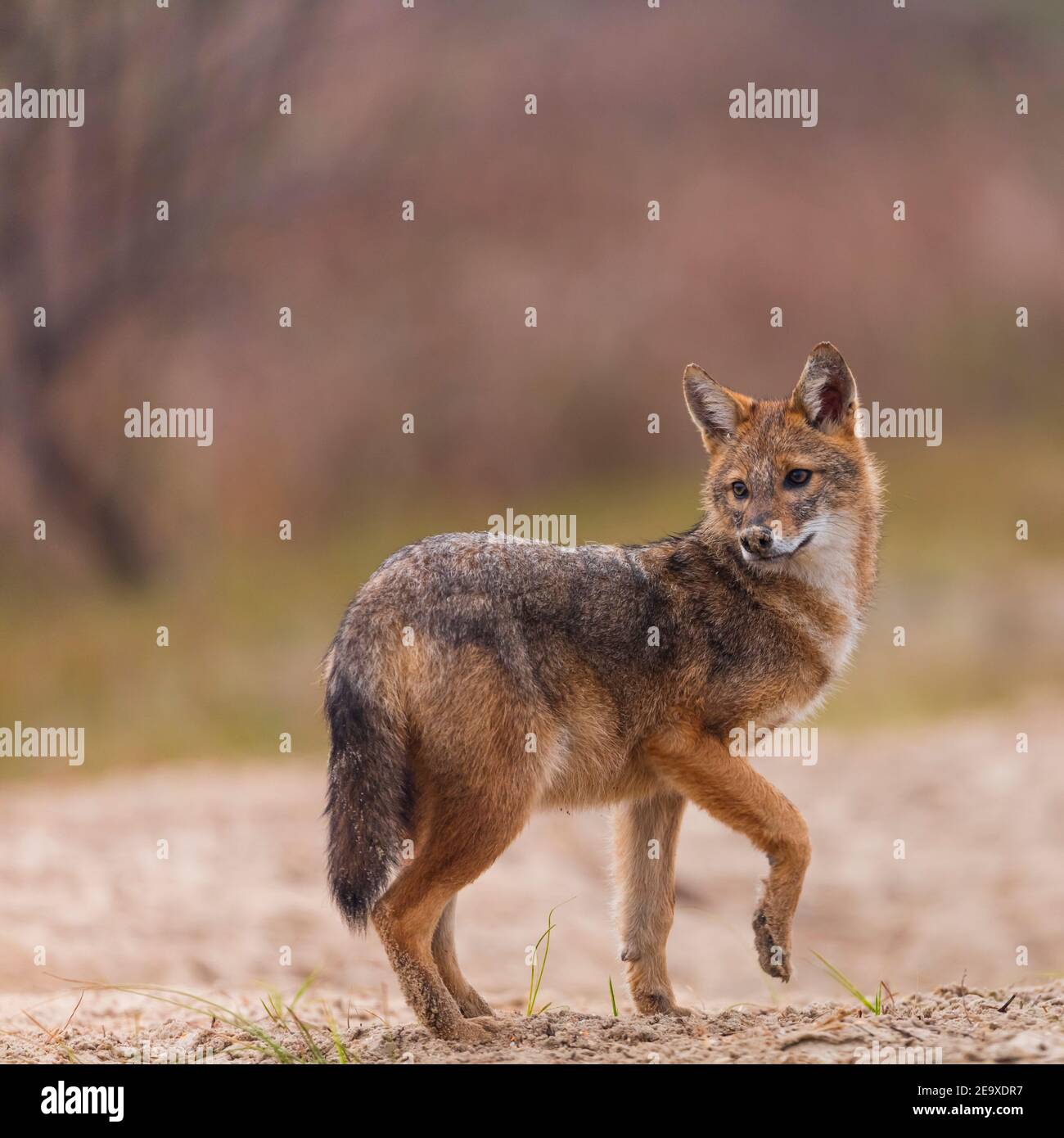 Golden jackal - CHACAL DORADO (Canis aureus), Danube Delta - DELTA DEL ...