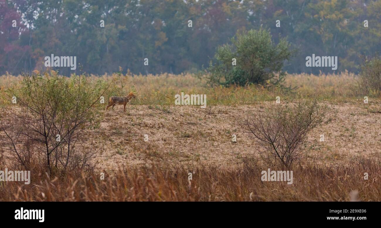 Golden jackal - CHACAL DORADO (Canis aureus), Danube Delta - DELTA DEL ...