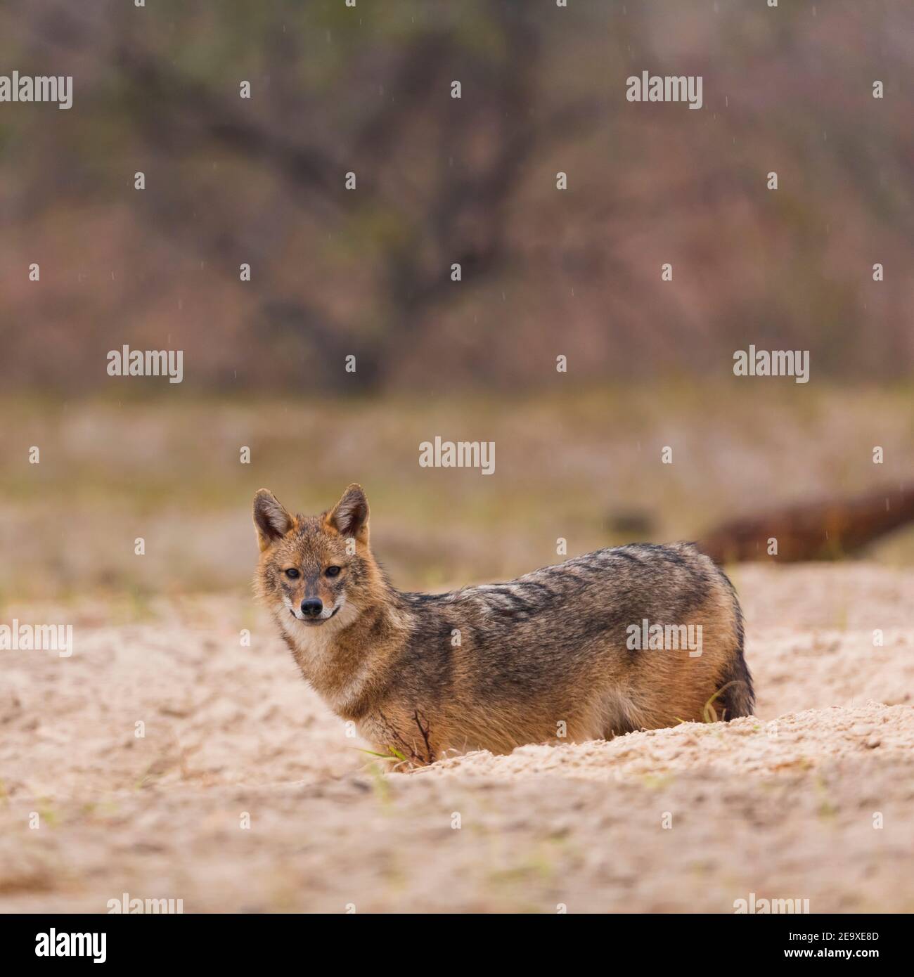 Golden jackal - CHACAL DORADO (Canis aureus), Danube Delta - DELTA DEL ...