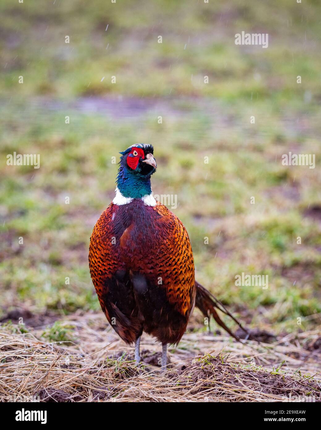 BURNCASTLE, SCOTTISH BORDERS, UK. 6th Feb, 2021. A colourful male cock ...