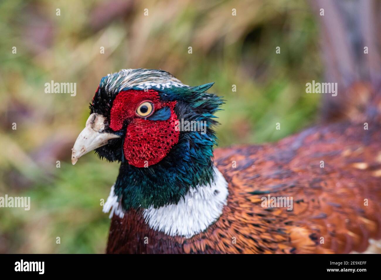 BURNCASTLE, SCOTTISH BORDERS, UK. 6th Feb, 2021. A colourful male cock ...