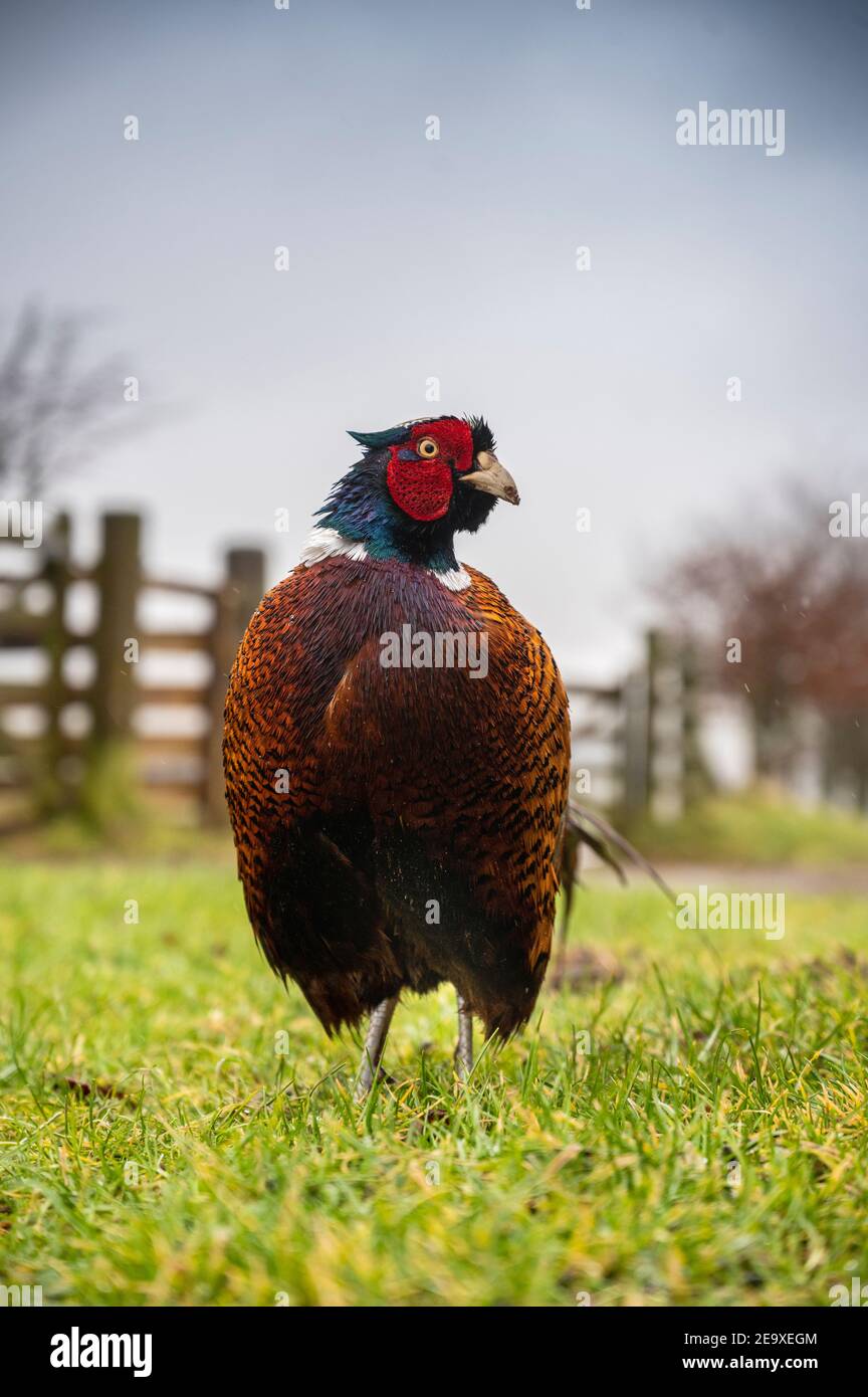 BURNCASTLE, SCOTTISH BORDERS, UK. 6th Feb, 2021. A colourful male cock ...