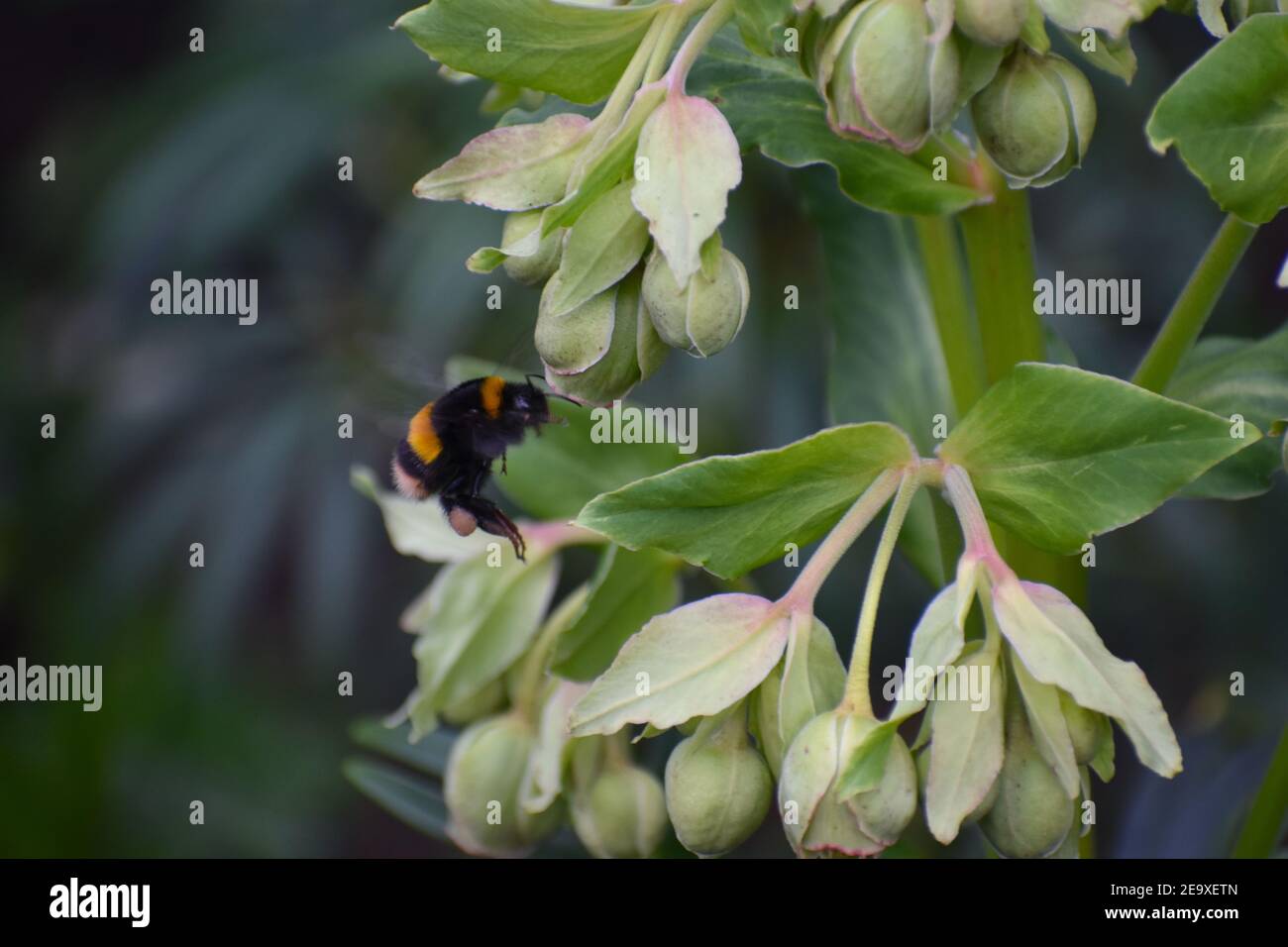 Stinking hellebore bee hi-res stock photography and images - Alamy