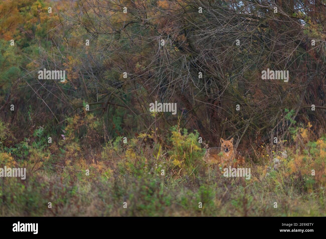 Golden jackal - CHACAL DORADO (Canis aureus), Danube Delta - DELTA DEL ...