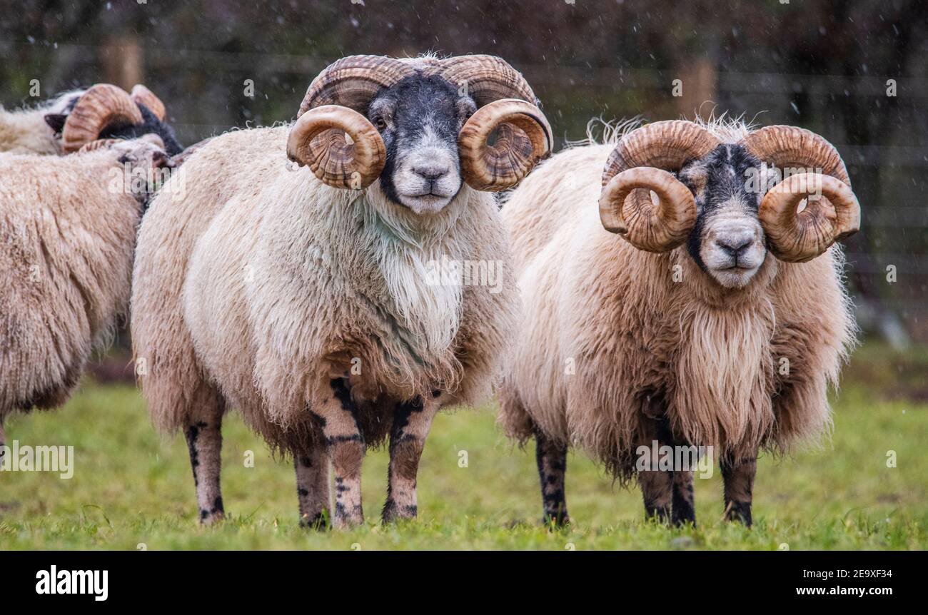 Curly horns hi-res stock photography and images - Alamy