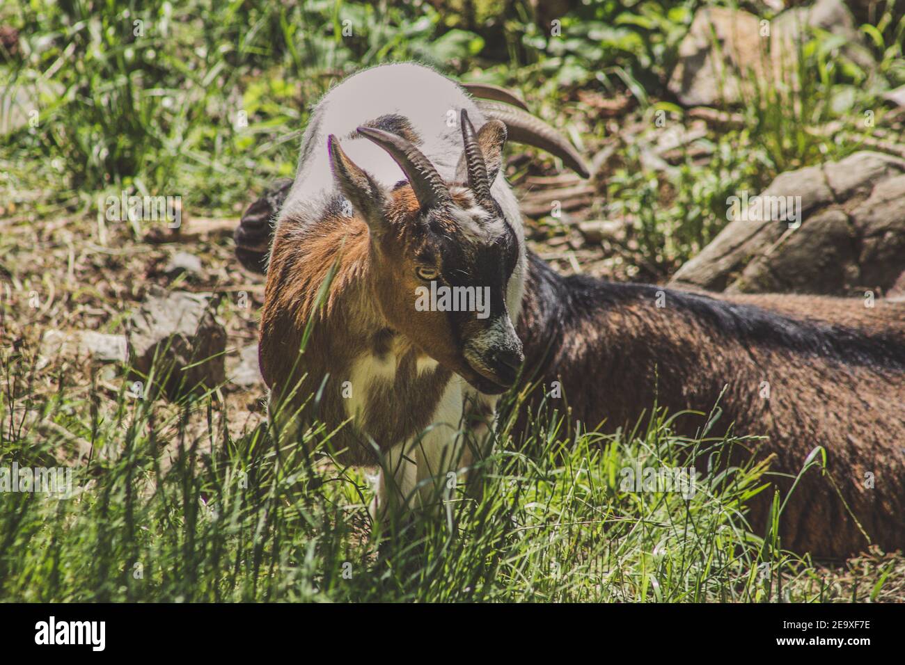 Goats in the sun. Animal theme. Wildlife park in Warstein, Germany ...