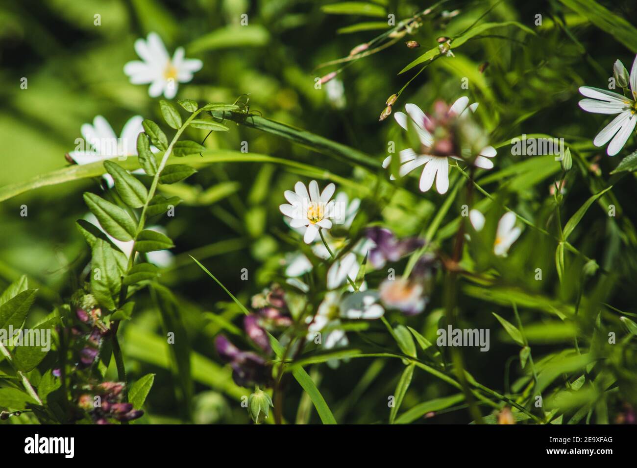 Spring Meadow Flowers Forest Germany High Resolution Stock Photography ...