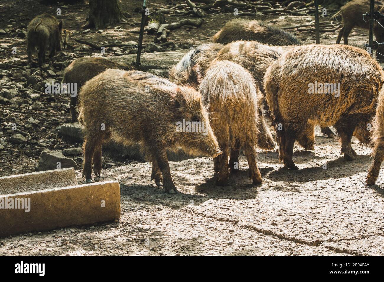 Wild boar in animal enclosure. Animal theme. Wildlife park in Warstein ...