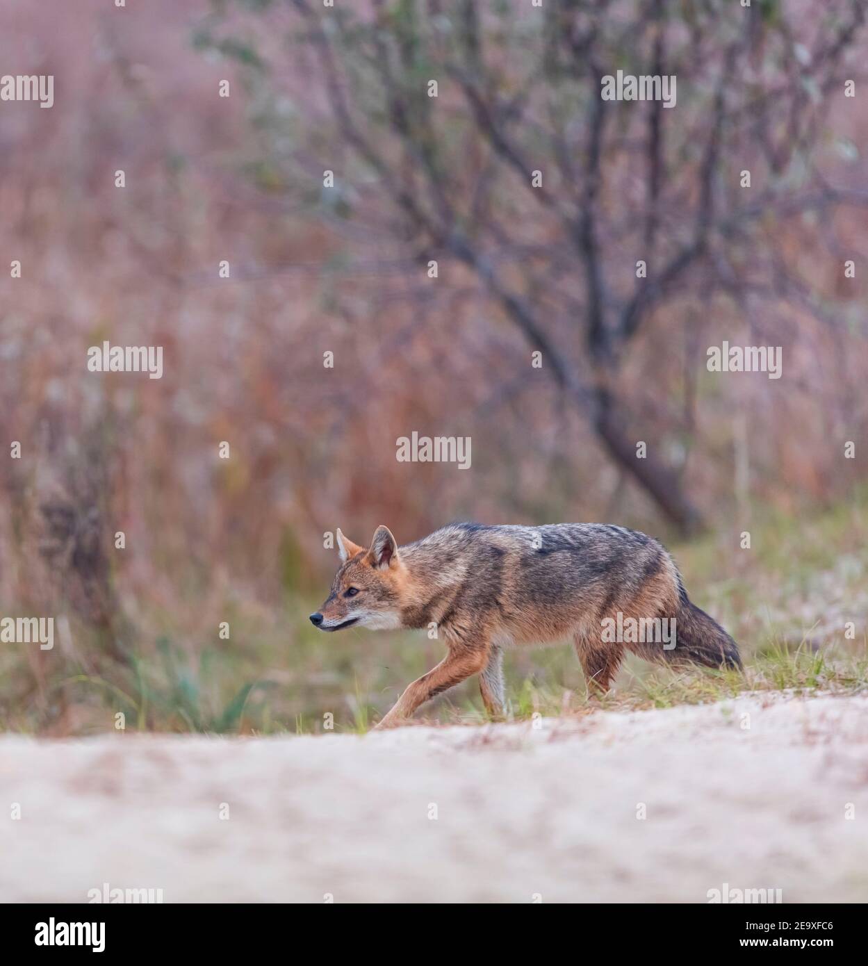Chacal dorado hi-res stock photography and images - Alamy