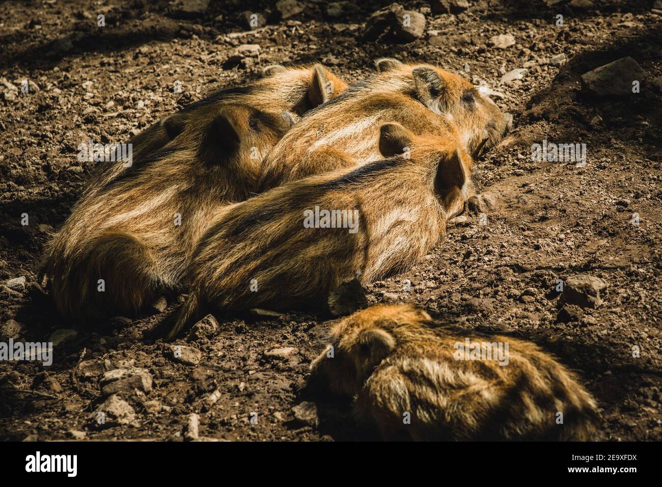 Wild Boar Sleeping In Forest High Resolution Stock Photography and ...