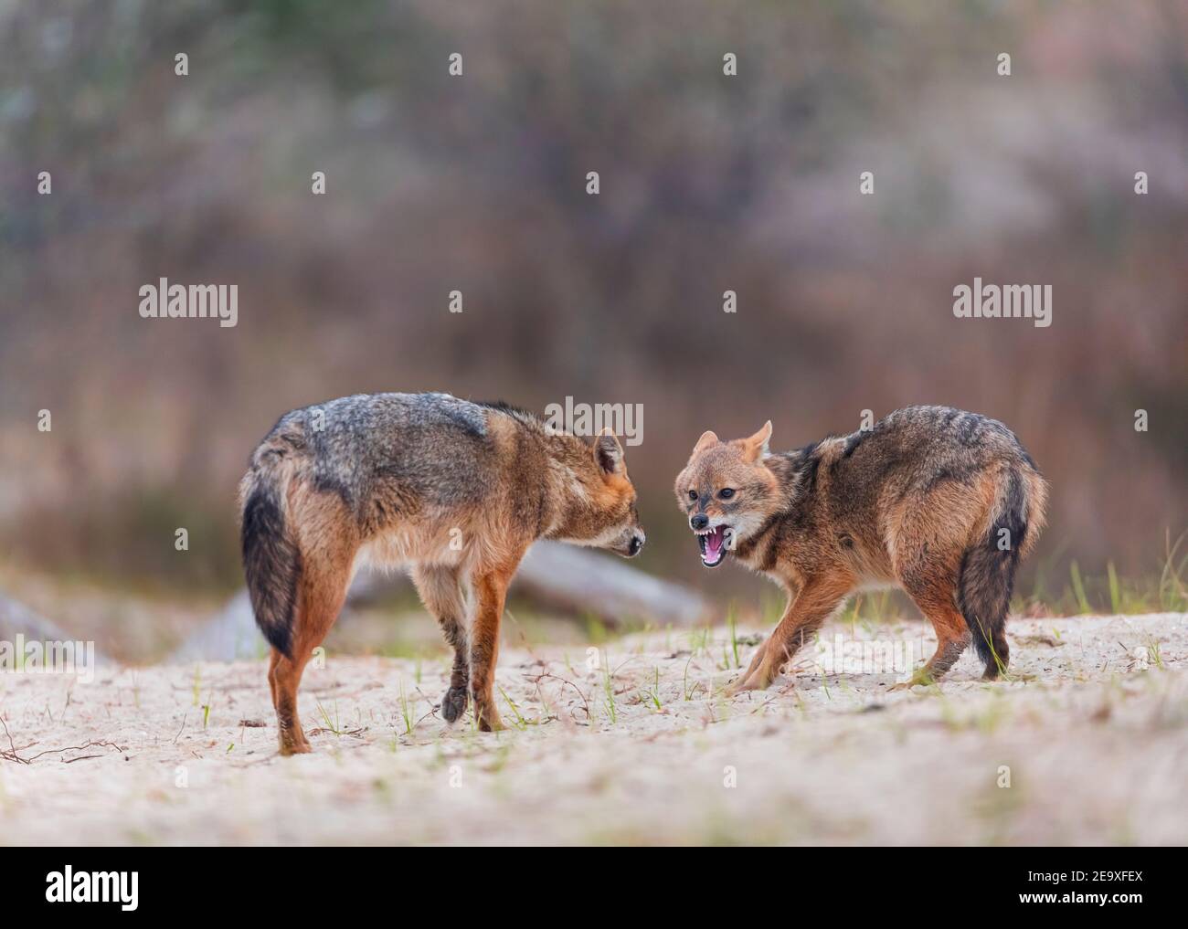 Chacal dorado canis aureus hi-res stock photography and images - Alamy