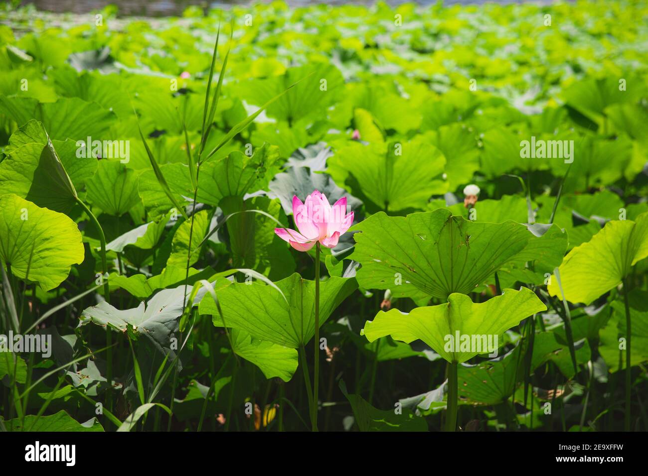 Lotus flower growing next to a river Stock Photo - Alamy