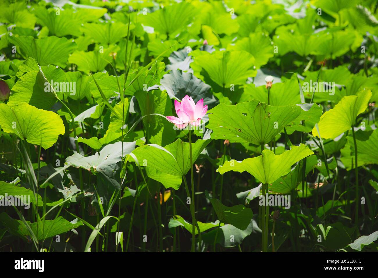 Lotus flower growing next to a river Stock Photo - Alamy