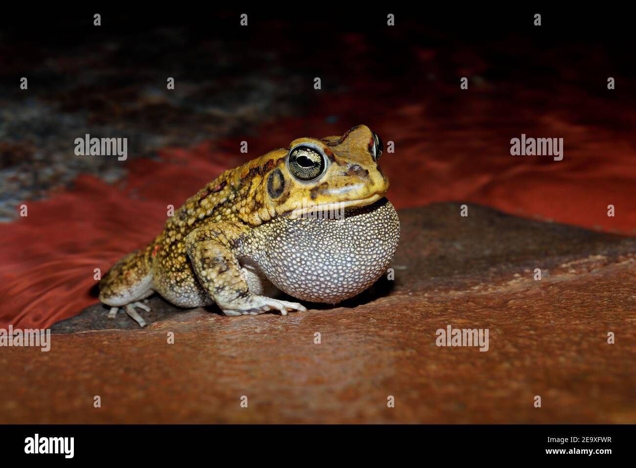 Male olive toad (Amietophrynus garmani) calling during the night, South ...