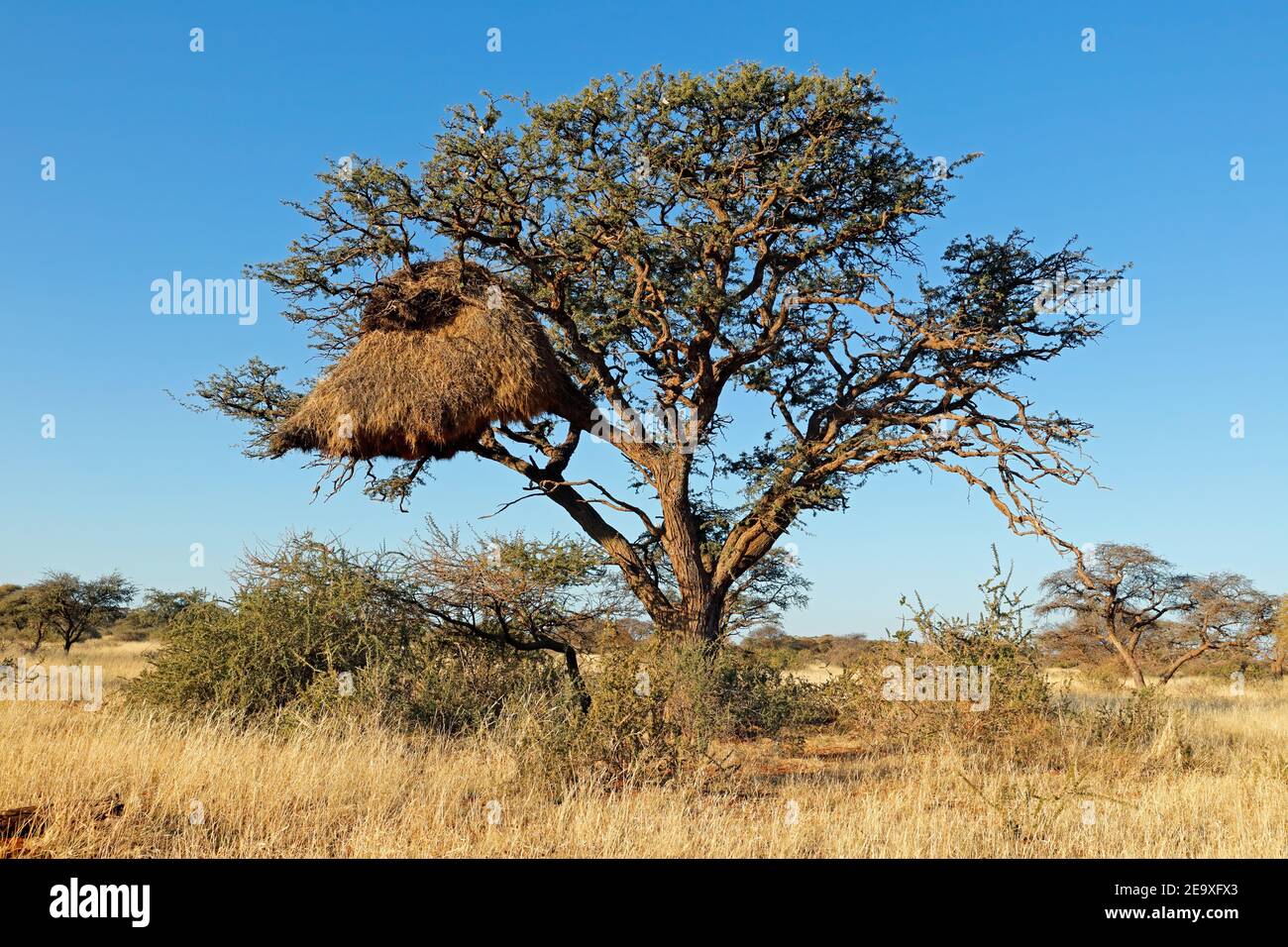 African thorn tree with large communal nest of sociable weavers (Philetairus socius), South ...