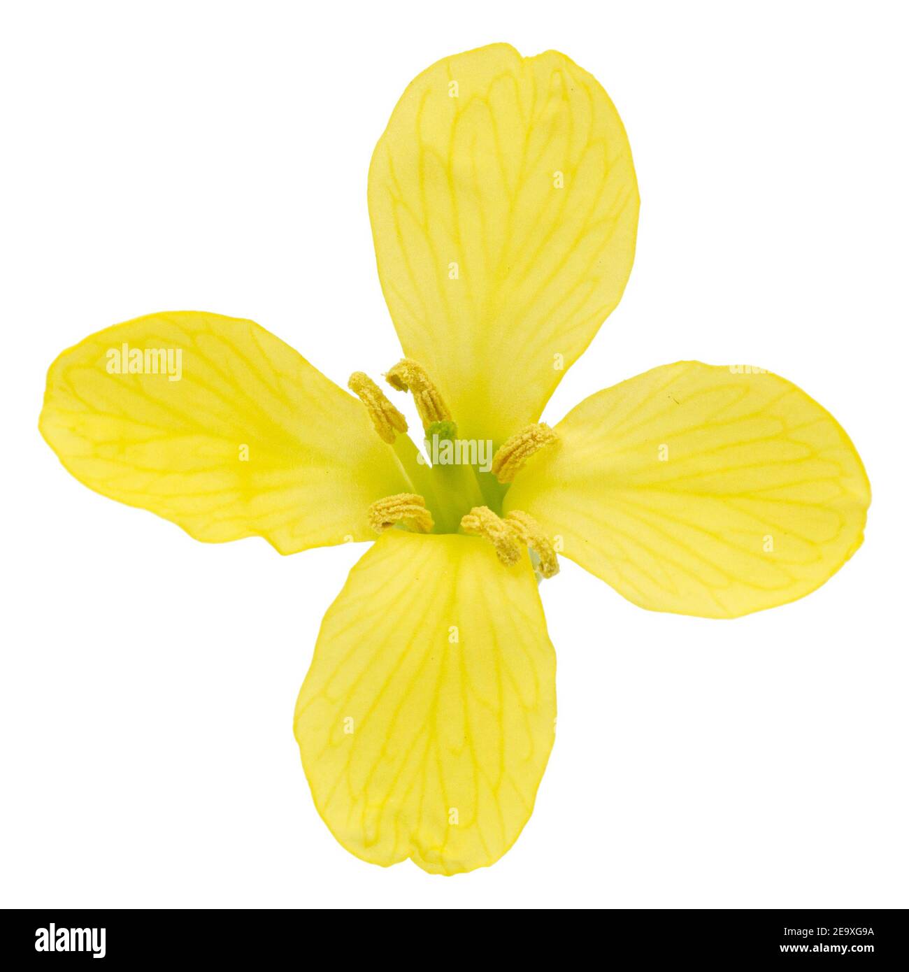 Yelliw flowers of cabbage, isolated on white background Stock Photo - Alamy
