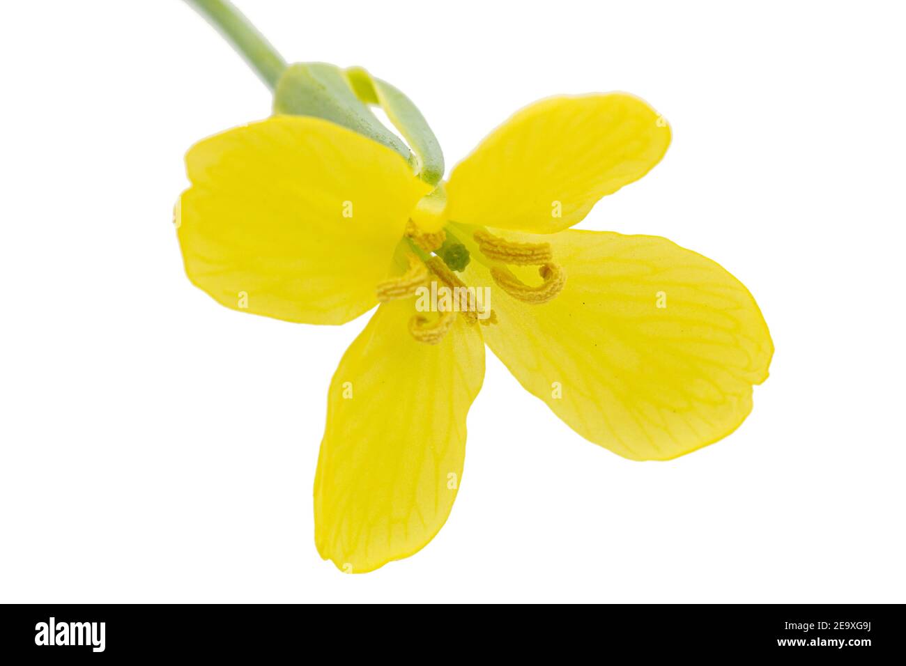 Yelliw flowers of cabbage, isolated on white background Stock Photo - Alamy