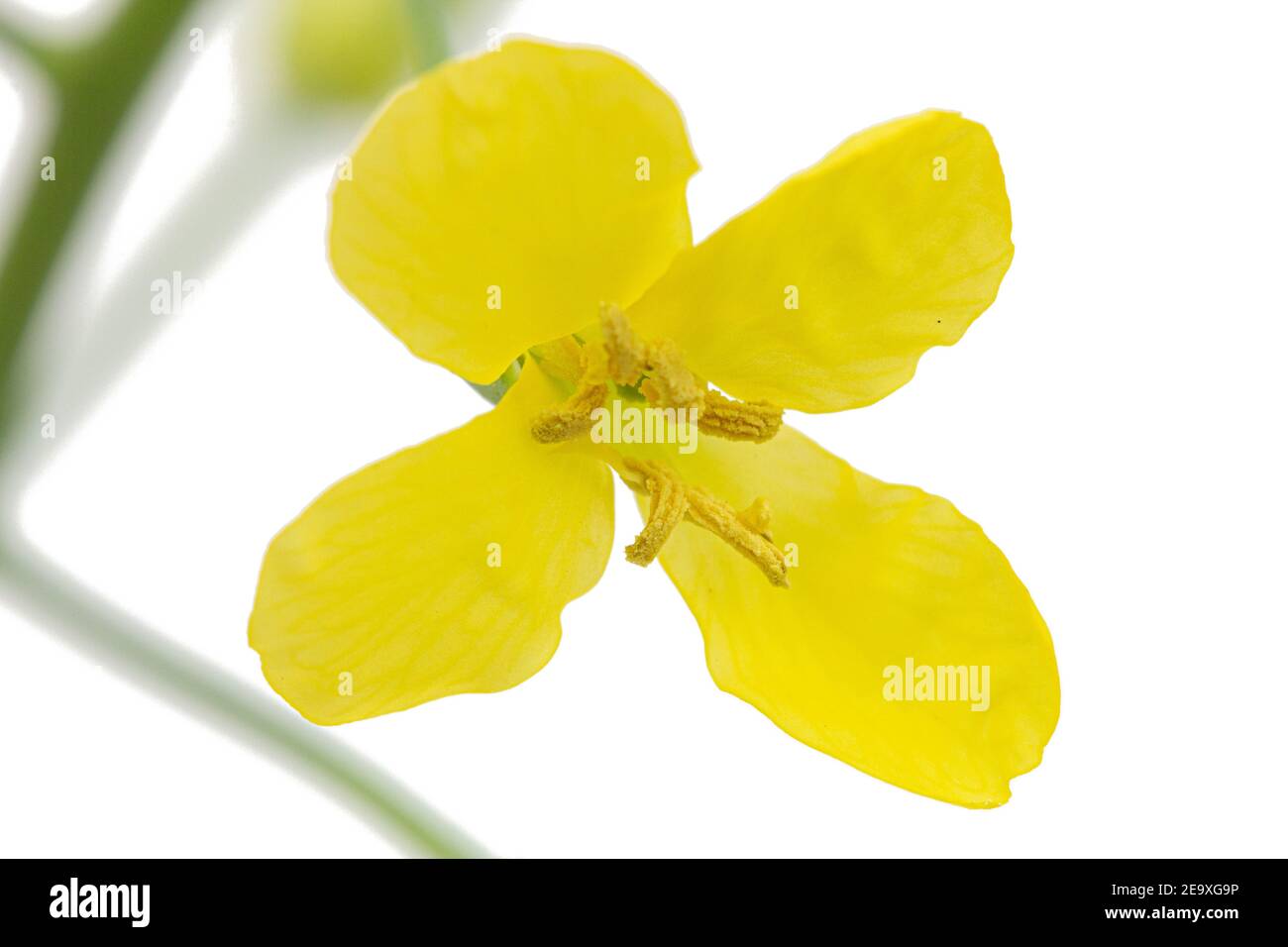 Yelliw flowers of cabbage, isolated on white background Stock Photo - Alamy