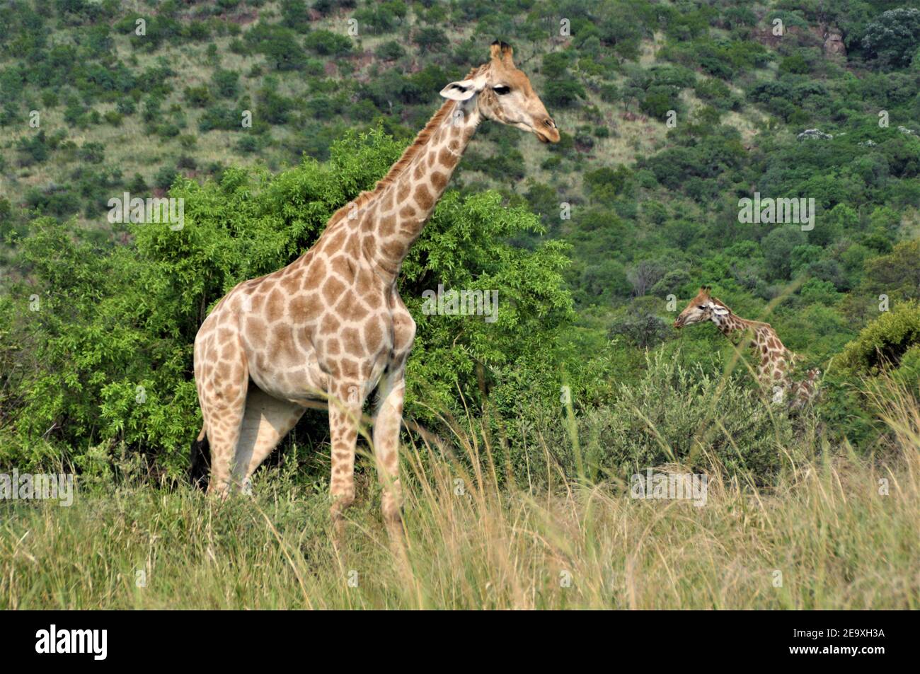 Giraffe looks out from the trees in the bush Stock Photo - Alamy