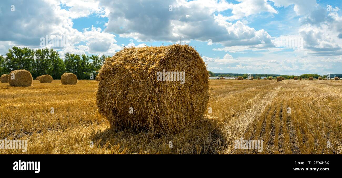 Sunny rural landscape with hay bales in farm field after harvesting ...