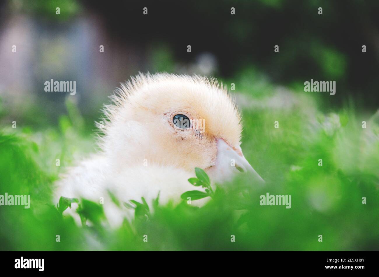 Small duckling looks at the camera Stock Photo - Alamy