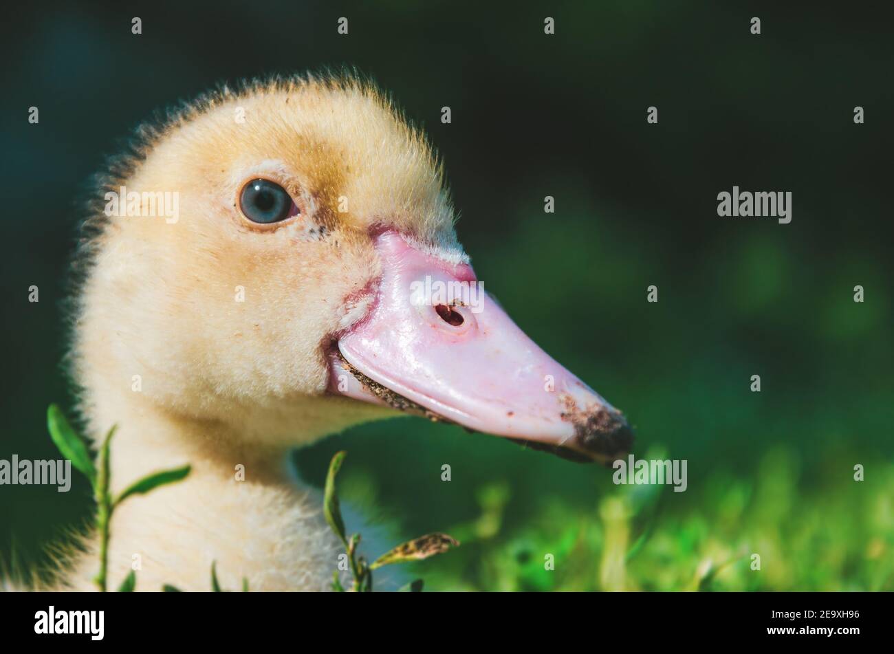 Muscovi hi-res stock photography and images - Alamy