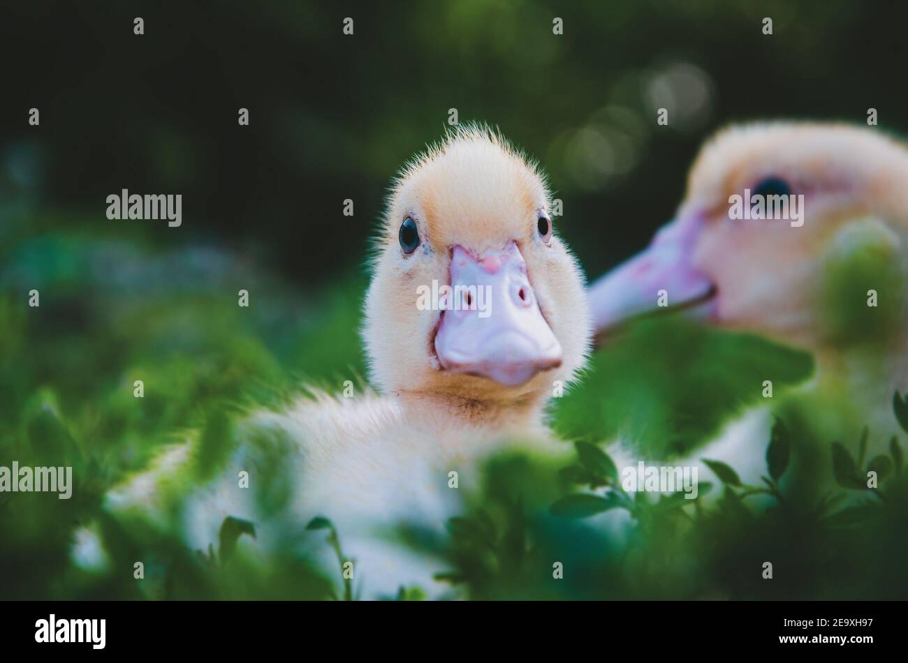 Small duckling looks at the camera Stock Photo - Alamy