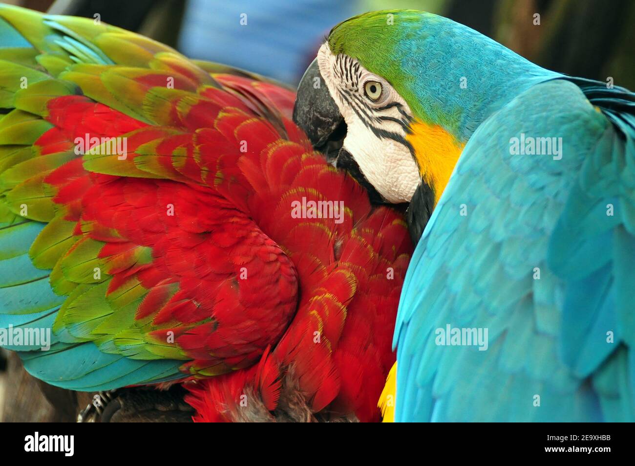Tropical multicolored macaw birds, View of blue and yellow macaw with ...