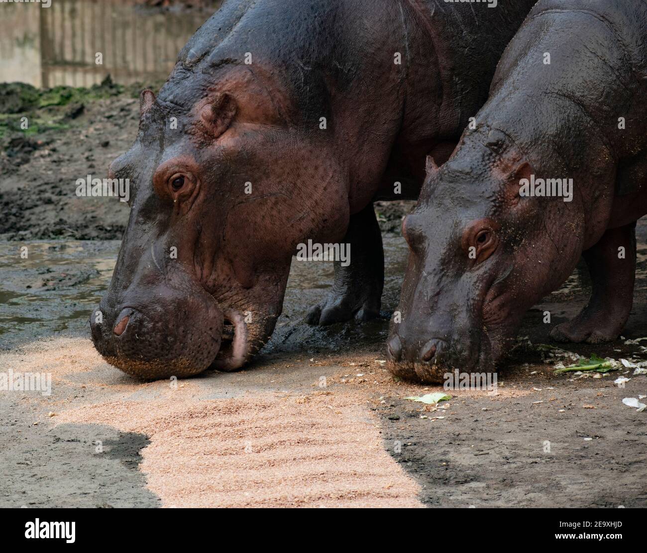 Close up shot of Hippopotamus, hippopotamus amphibius Stock Photo - Alamy