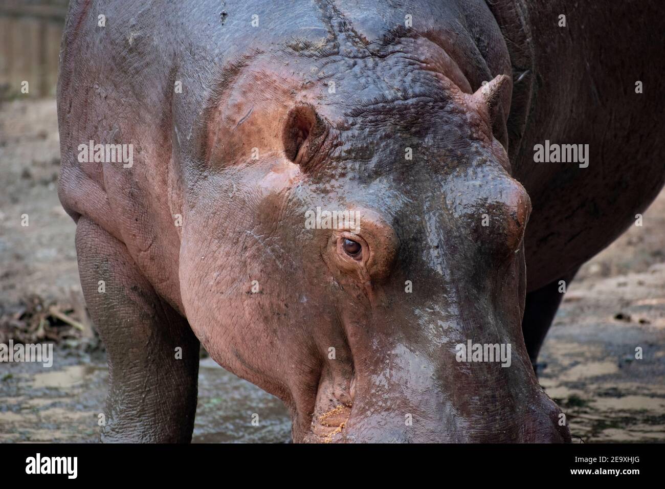 Close up shot of Hippopotamus, hippopotamus amphibius Stock Photo - Alamy