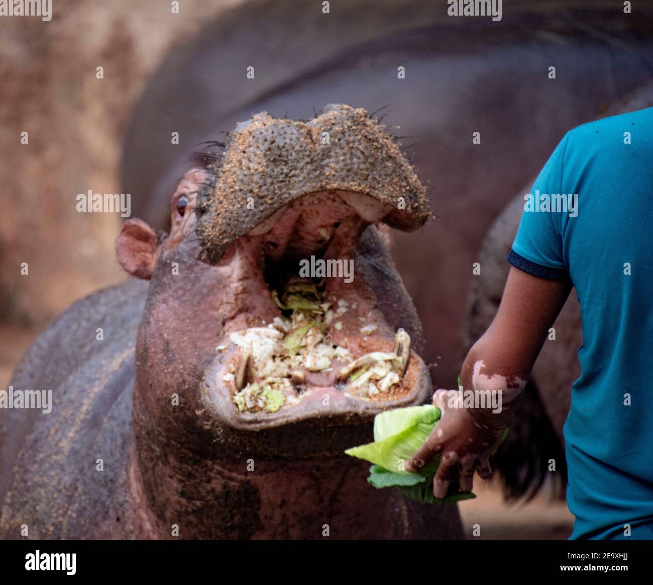 Hippopotamus eating grass hi-res stock photography and images - Alamy