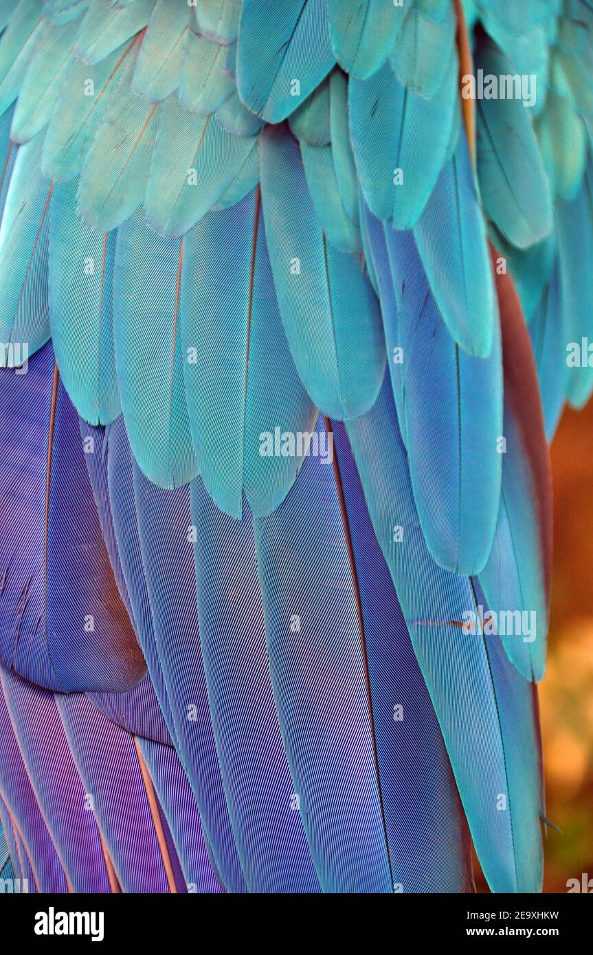 Multicolored feathers of tropical parrot, Background of beautiful ...