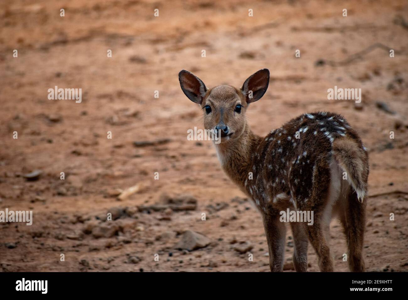 The chital (Axis axis), also known as spotted deer, chital deer, and ...