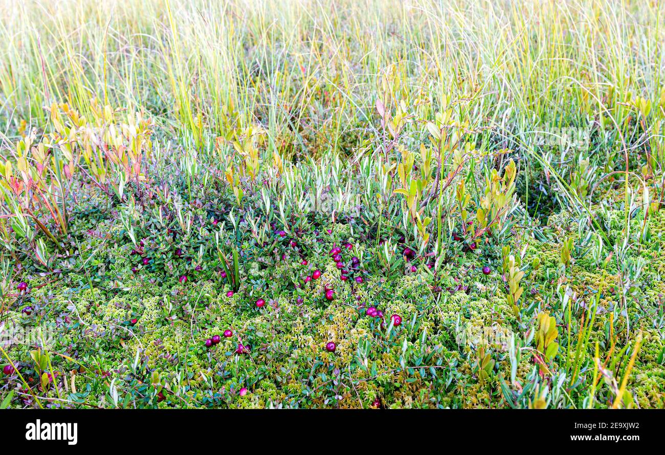 Wild cranberries growing in the moss, autumn harvesting of wild berries ...