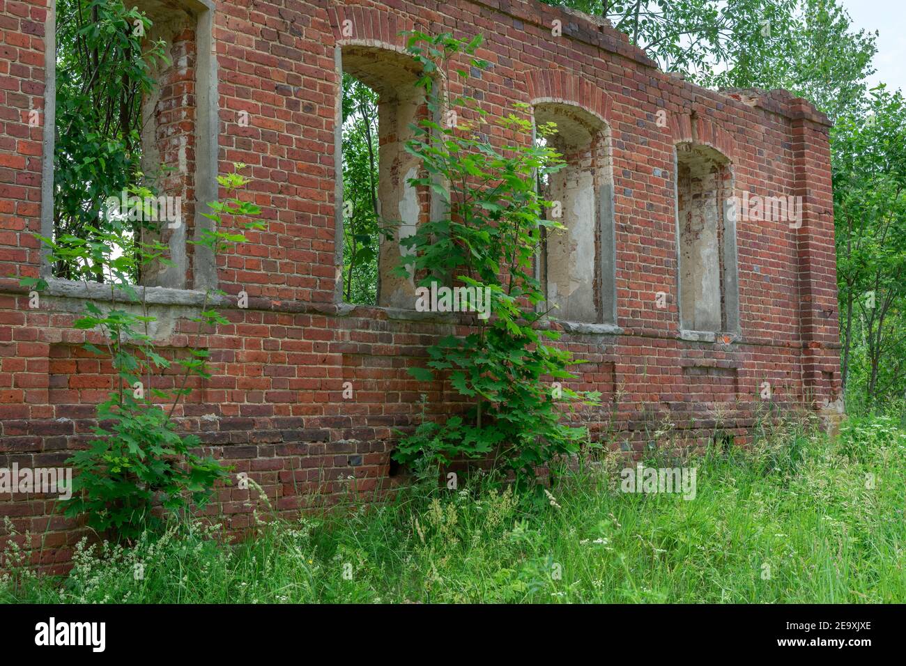 withering concept. nature swallowed up an old decaying house Stock ...
