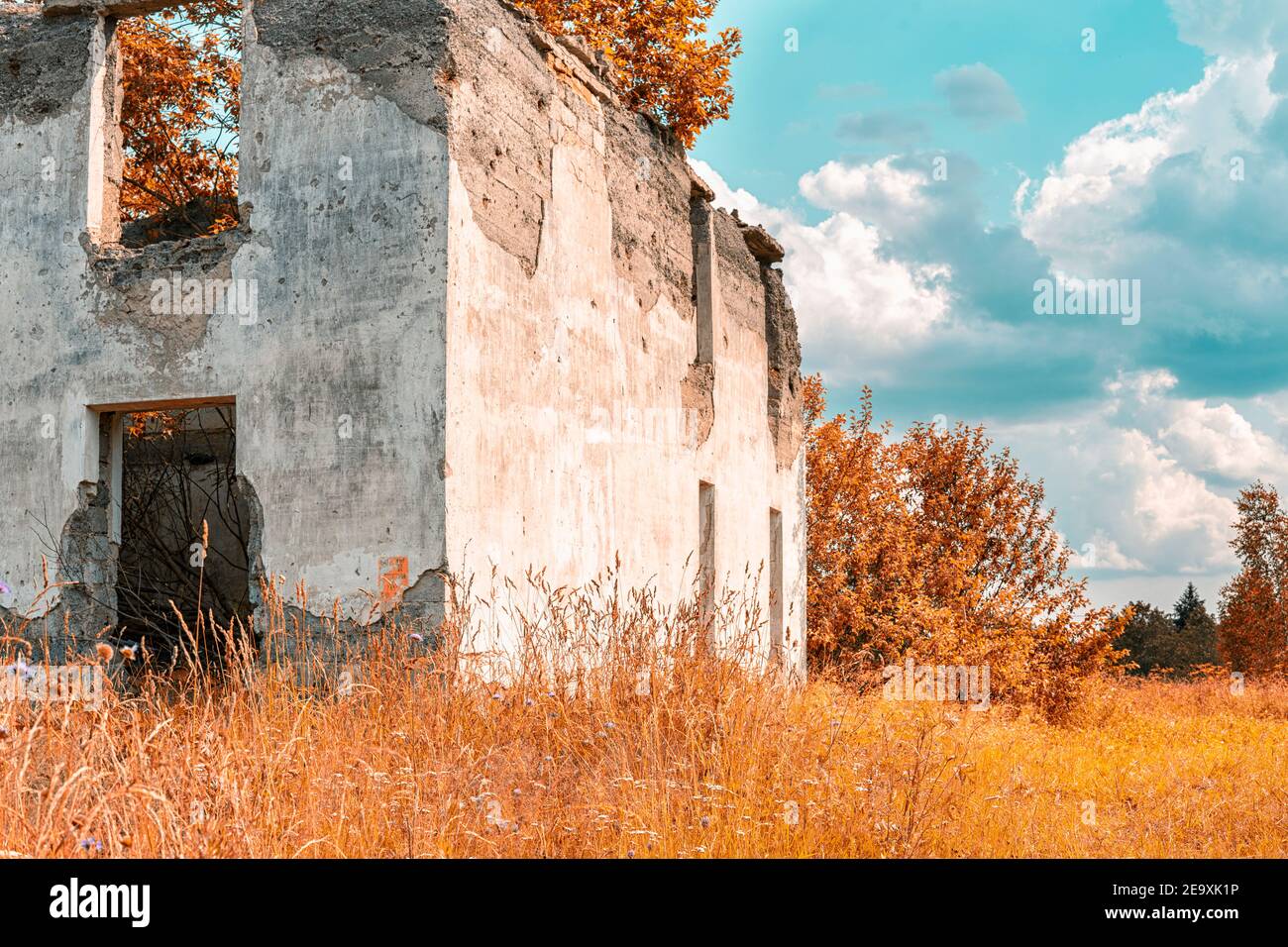 autumn landscape with a ruined old building. trees grow from the ...