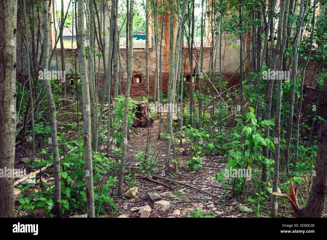 View of trees from inside old house hi-res stock photography and images ...