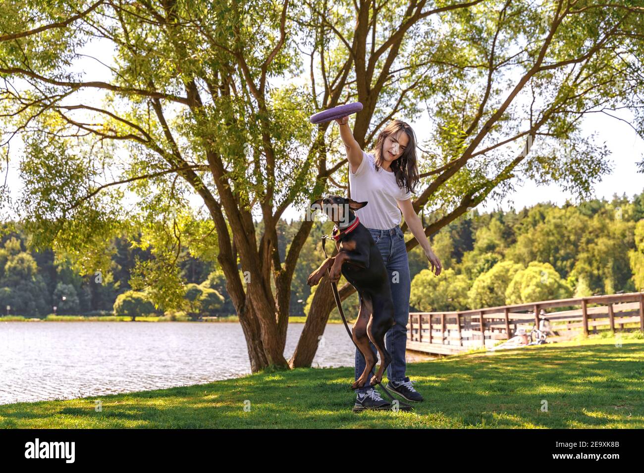 Woman training dog toy ring hi-res stock photography and images - Alamy