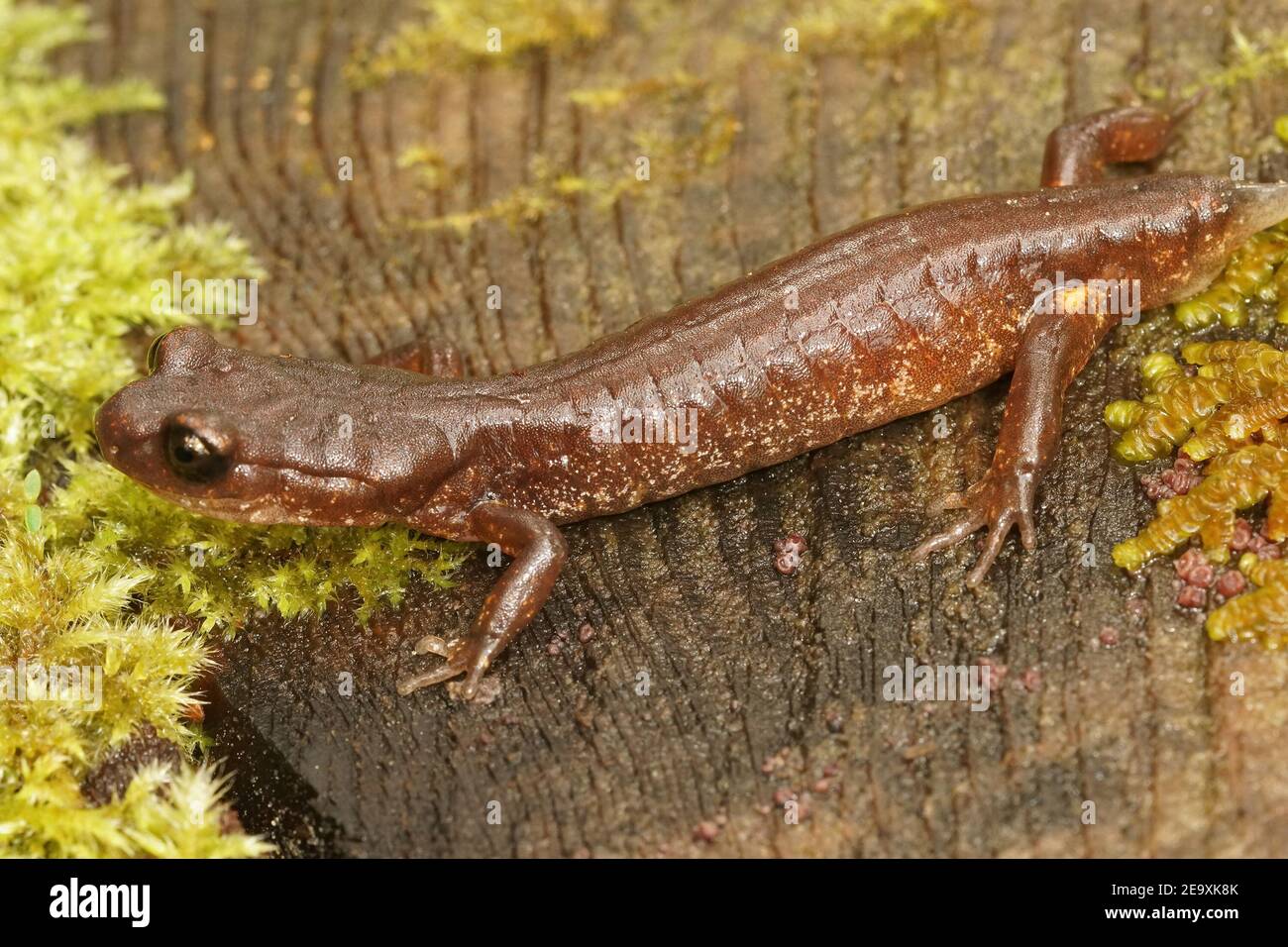Ensatina salamanders hi-res stock photography and images - Alamy