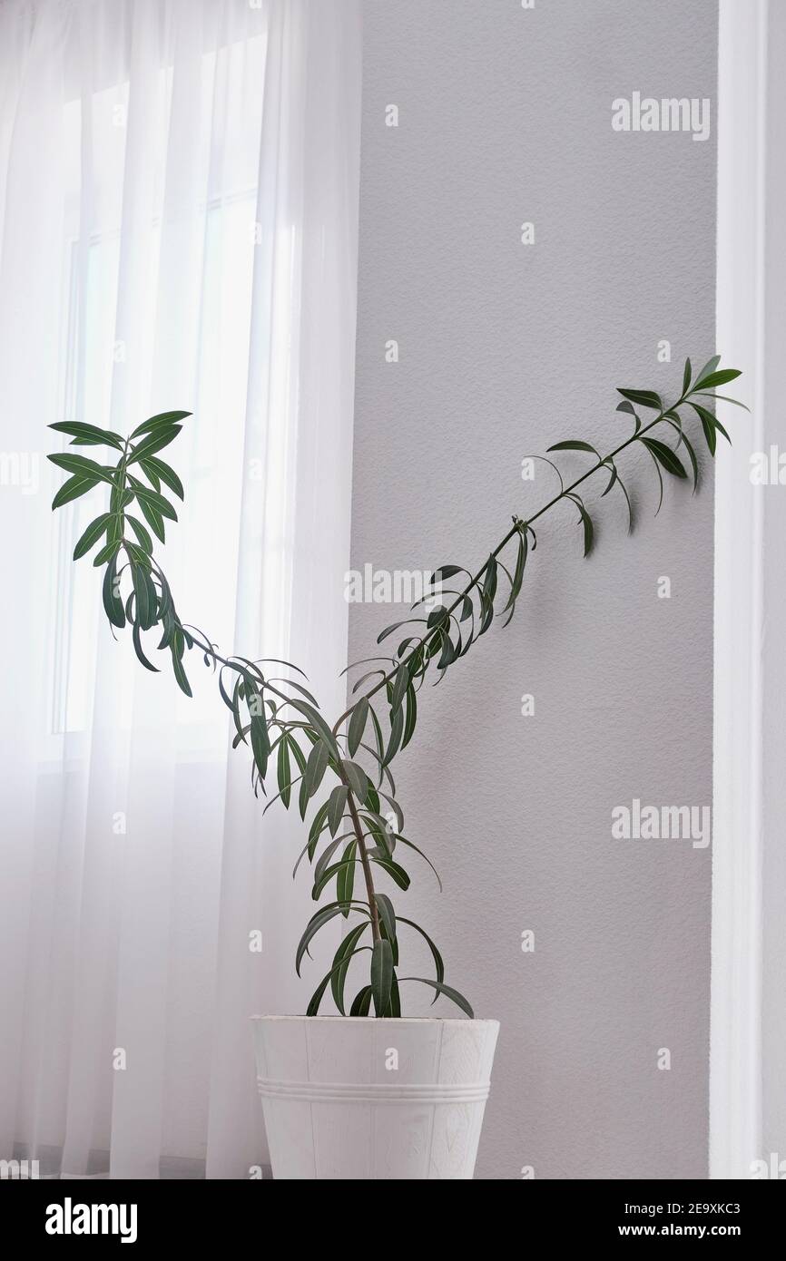 Indoor pot plant oleander on the floor against the background of a ...